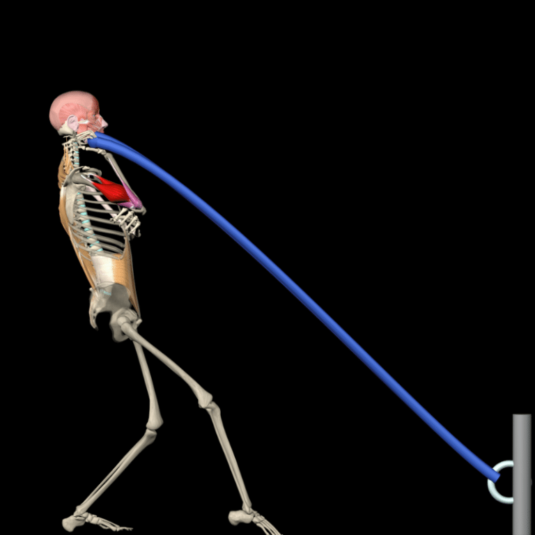 Understanding Eccentric Muscle Contractions