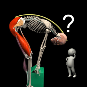 Posture Archives | Muscle&Motion - Strength Training Anatomy, Muscular ...