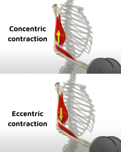 Understanding Eccentric Muscle Contractions