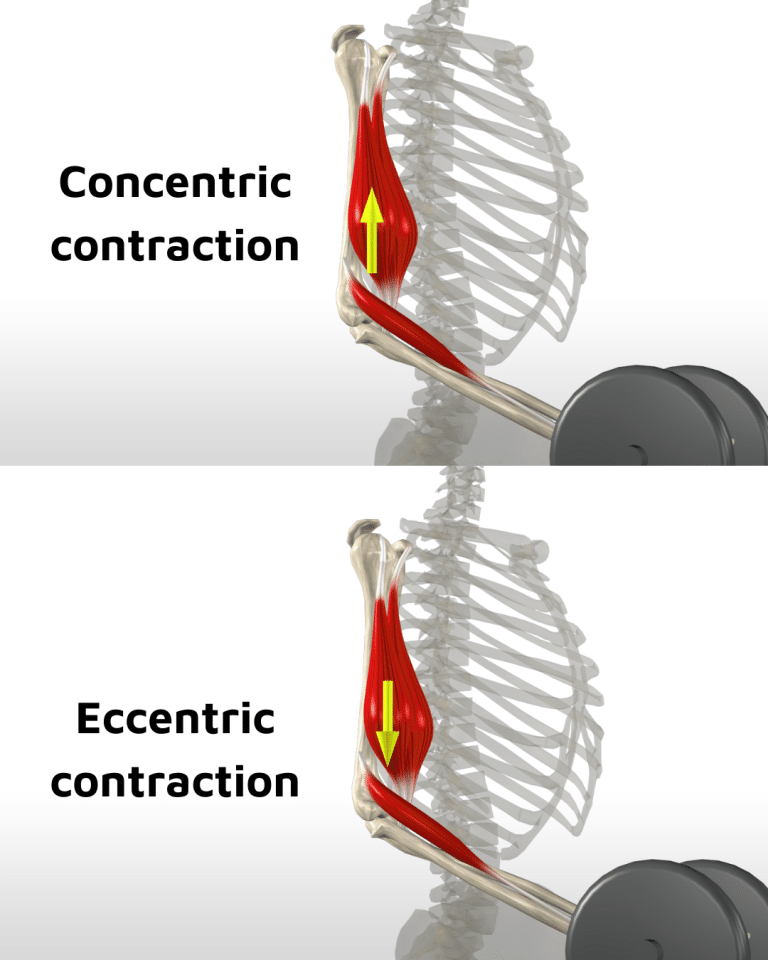Understanding Eccentric Muscle Contractions