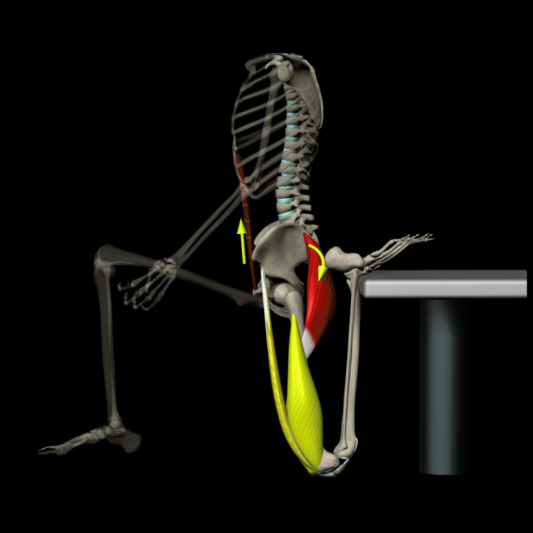 Exercise Science | Blog | Muscle and Motion