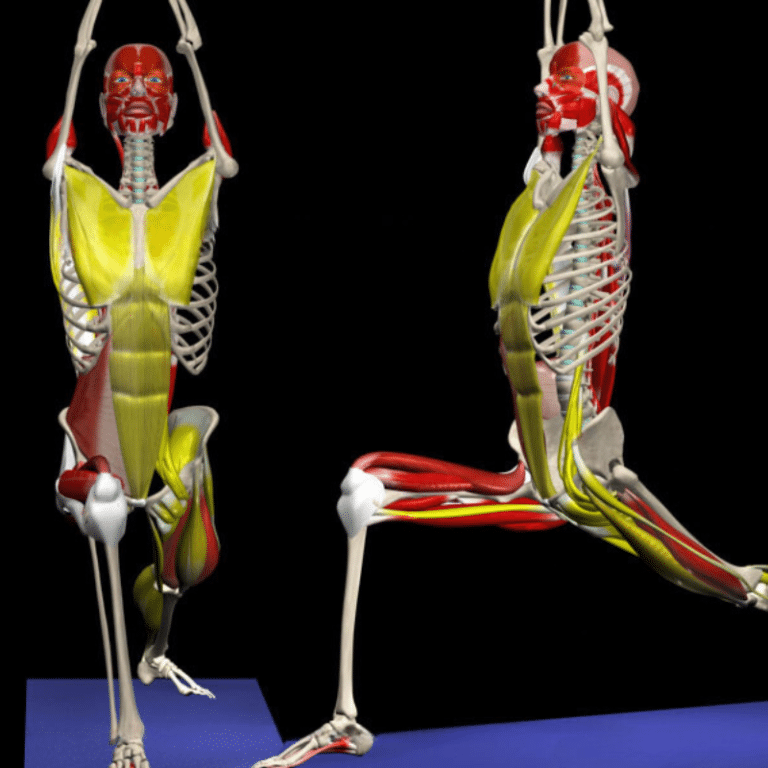 Yoga Anatomy | Blog | Muscle and Motion