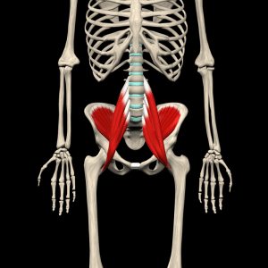 Anatomy & Physiology | Blog | Muscle and Motion