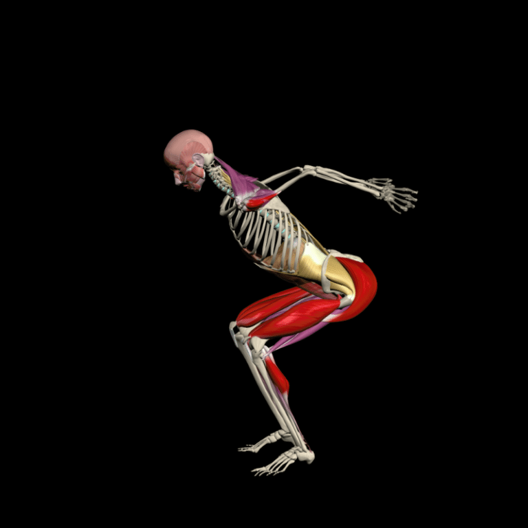 Exercise Science | Blog | Muscle and Motion