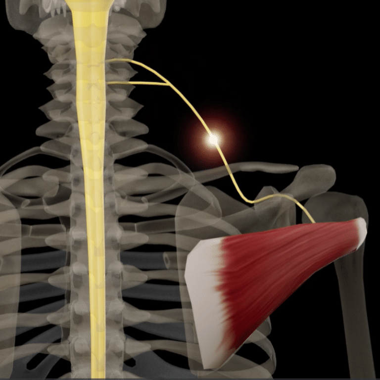 Anatomy & Physiology | Blog | Muscle and Motion