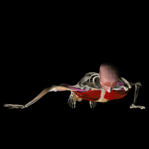 Blog Muscle and Motion