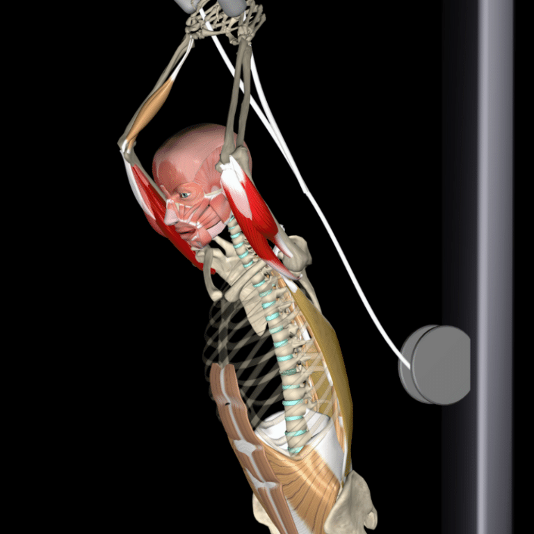 The Role of Stretching and Muscle Length in Hypertrophy | Muscle&Motion ...