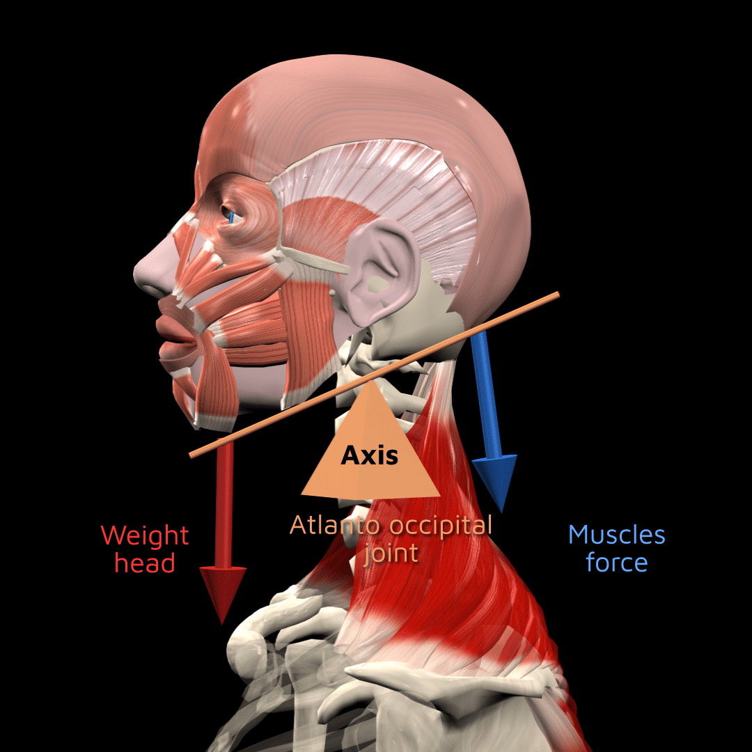 Understanding the Three Types of Levers in the Human Body | Muscle ...