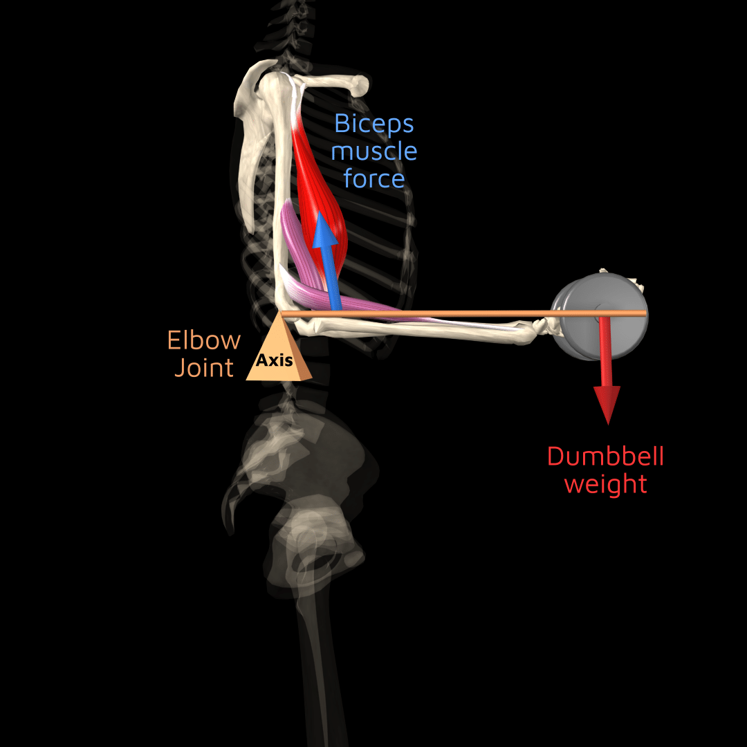 Understanding the Three Types of Levers in the Human Body | Muscle ...