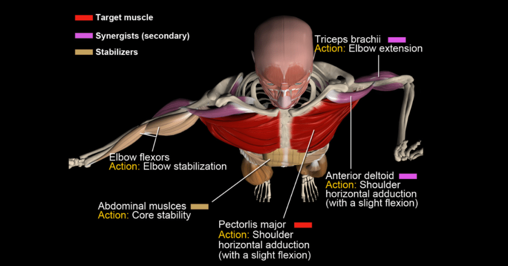 Typewriter Push-Ups | Muscle and Motion Official Blog