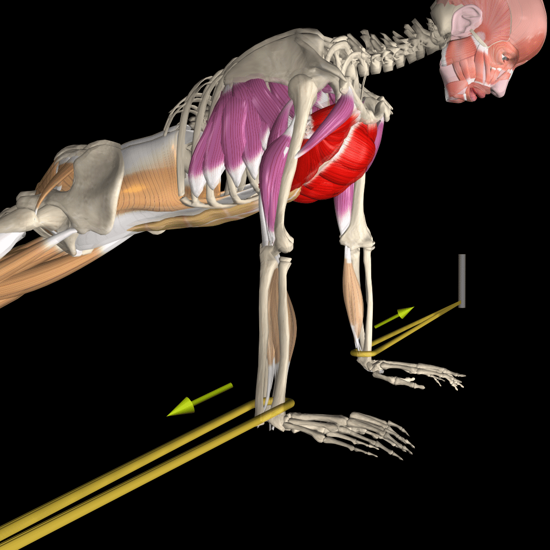Managing and Preventing Wrist Pain During Exercise | Muscle&Motion ...