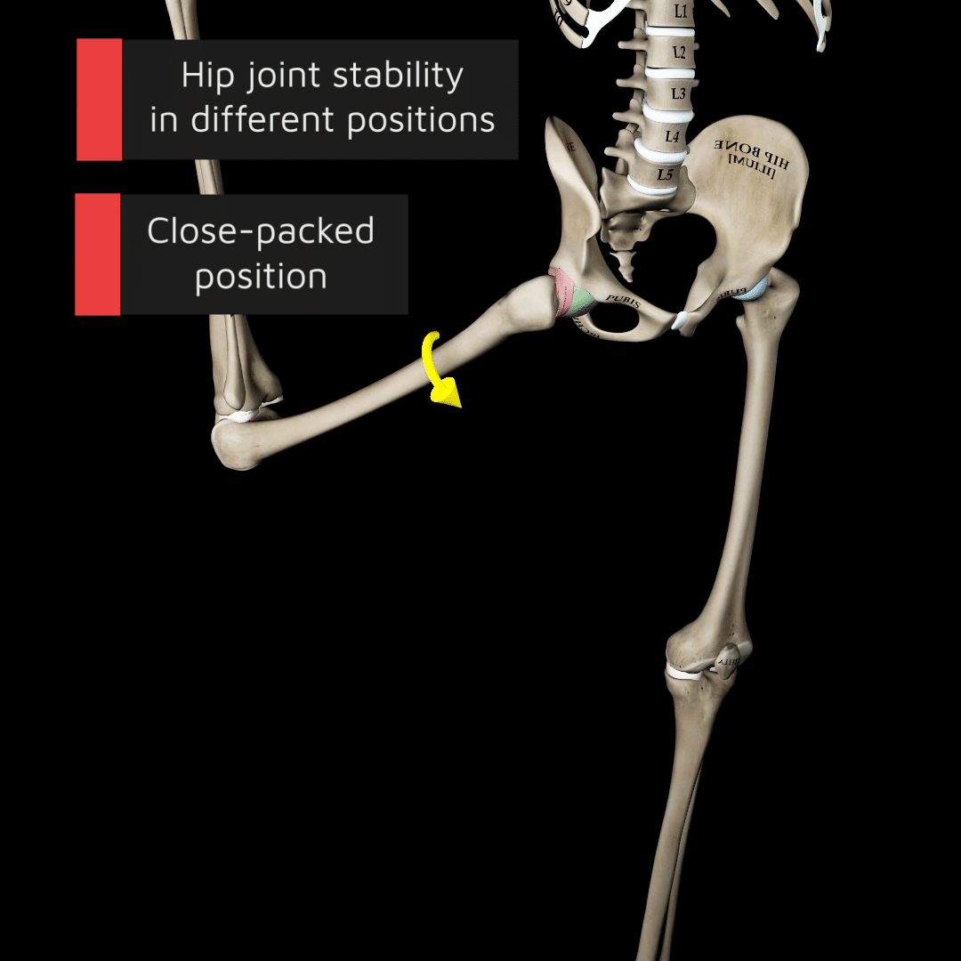 Anatomy of the Hip Joint: Bones, Ligaments, and Muscles | Muscle and ...