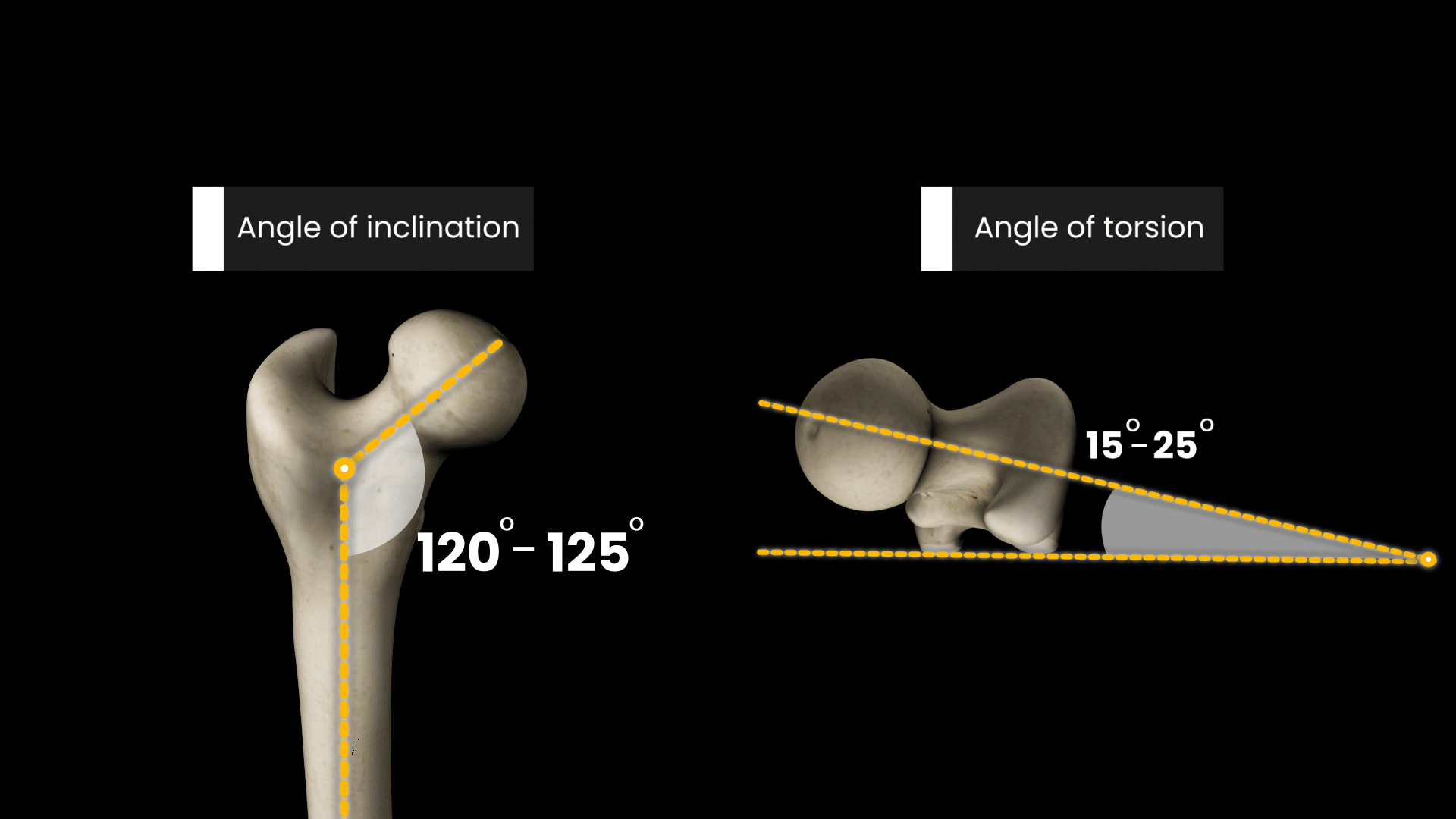Anatomy of the Hip Joint: Bones, Ligaments, and Muscles | Muscle and ...