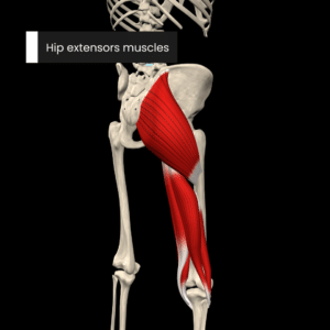 Anatomy of the Hip Joint: Bones, Ligaments, and Muscles | Muscle and ...