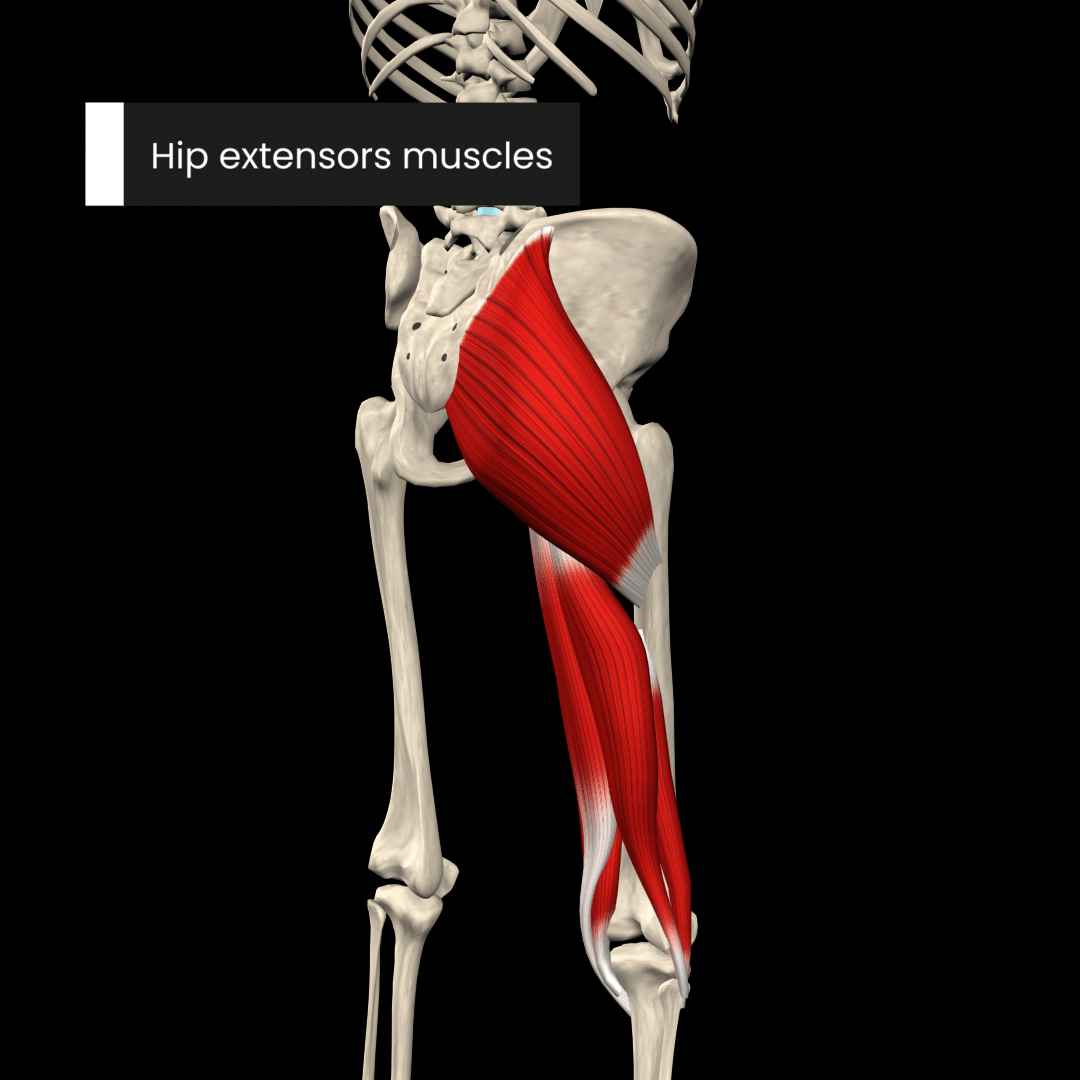 Anatomy of the Hip Joint: Bones, Ligaments, and Muscles | Muscle and ...