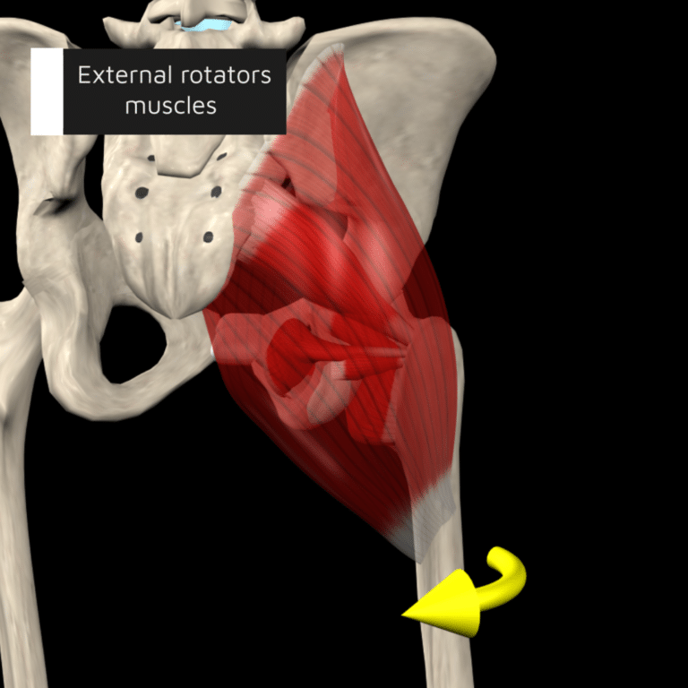 Anatomy of the Hip Joint: Bones, Ligaments, and Muscles | Muscle and ...