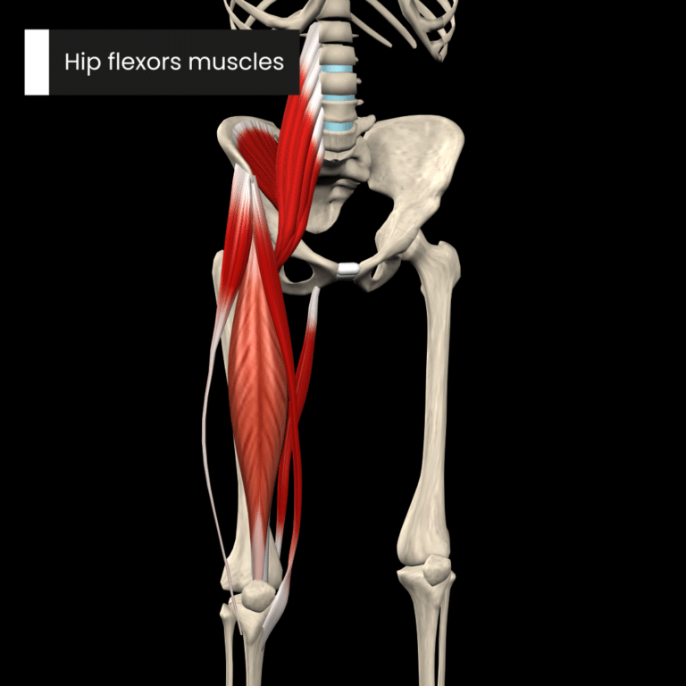 Anatomy of the Hip Joint: Bones, Ligaments, and Muscles | Muscle and ...