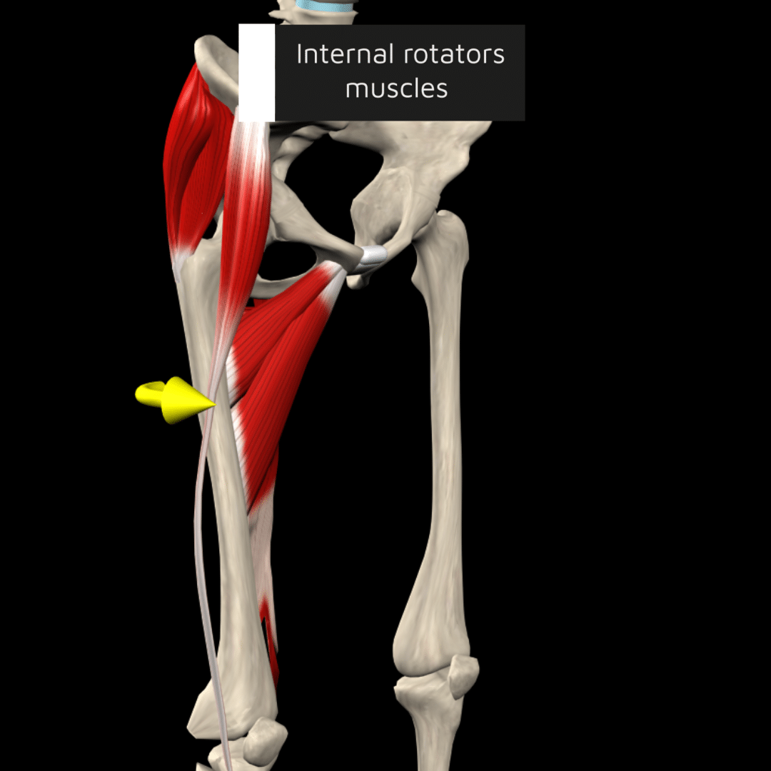Anatomy of the Hip Joint: Bones, Ligaments, and Muscles | Muscle and ...