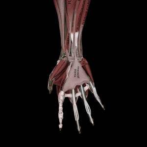 Managing and Preventing Wrist Pain During Exercise | Muscle&Motion ...