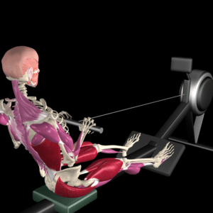 Mastering the Rowing Machine: A Comprehensive Guide