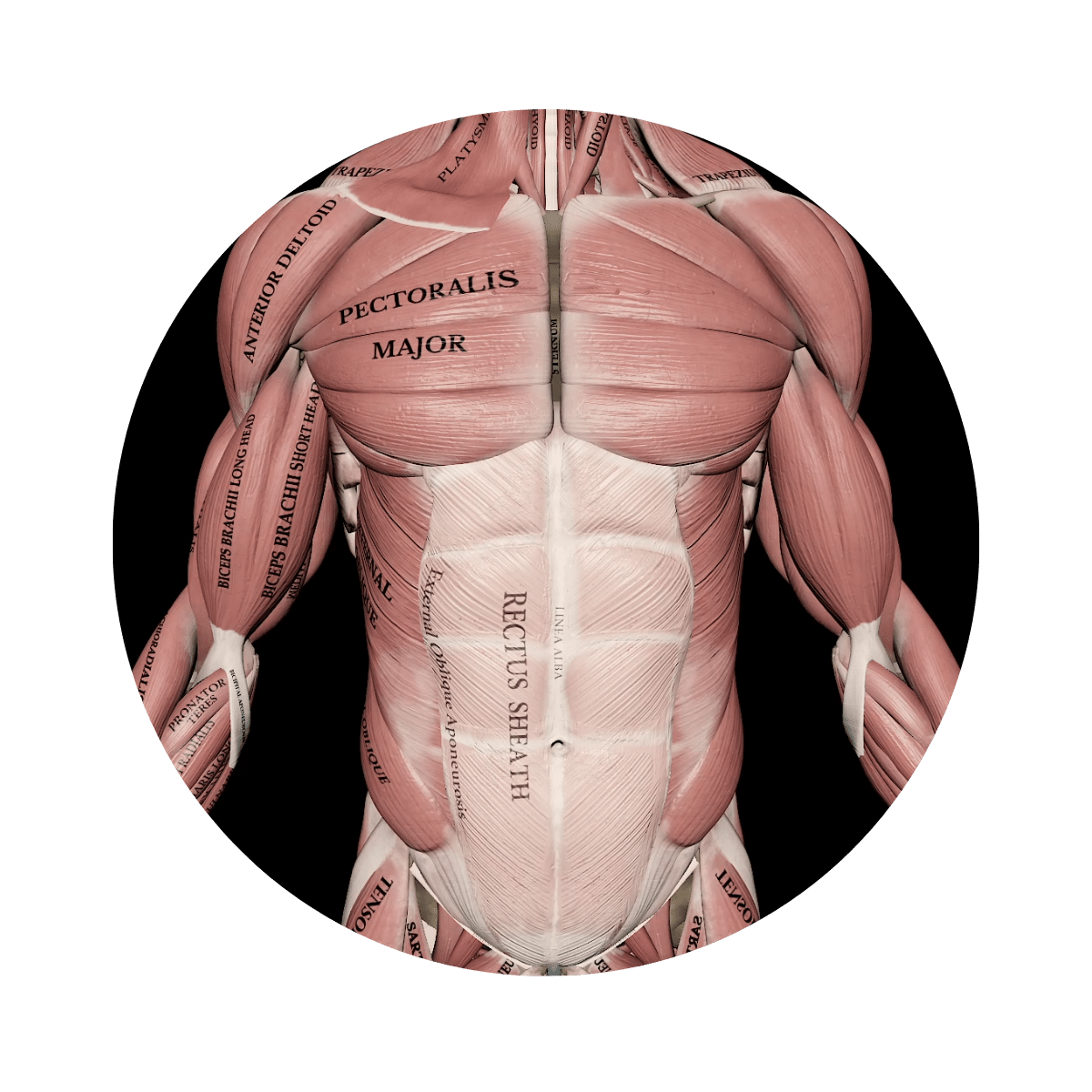 How 3D anatomy apps transform the way students learn anatomy