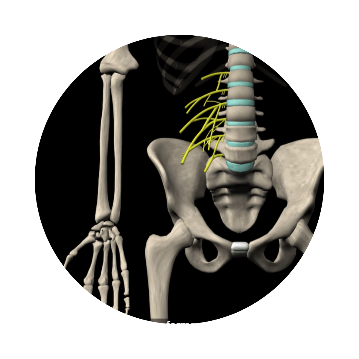 How 3D anatomy apps transform the way students learn anatomy