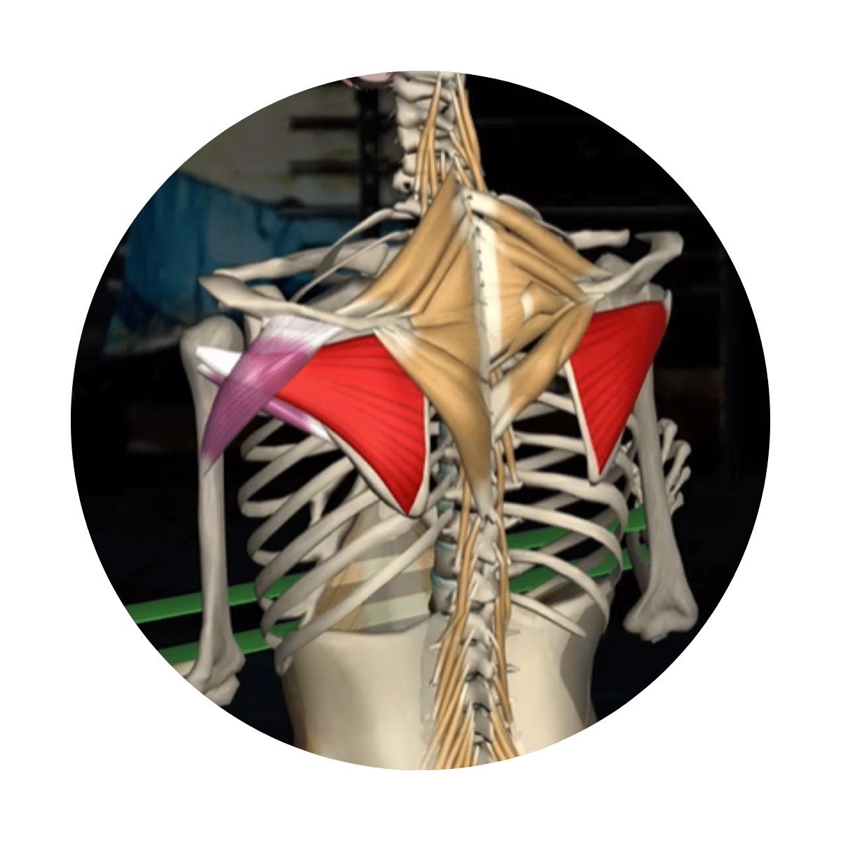 How 3D anatomy apps transform the way students learn anatomy
