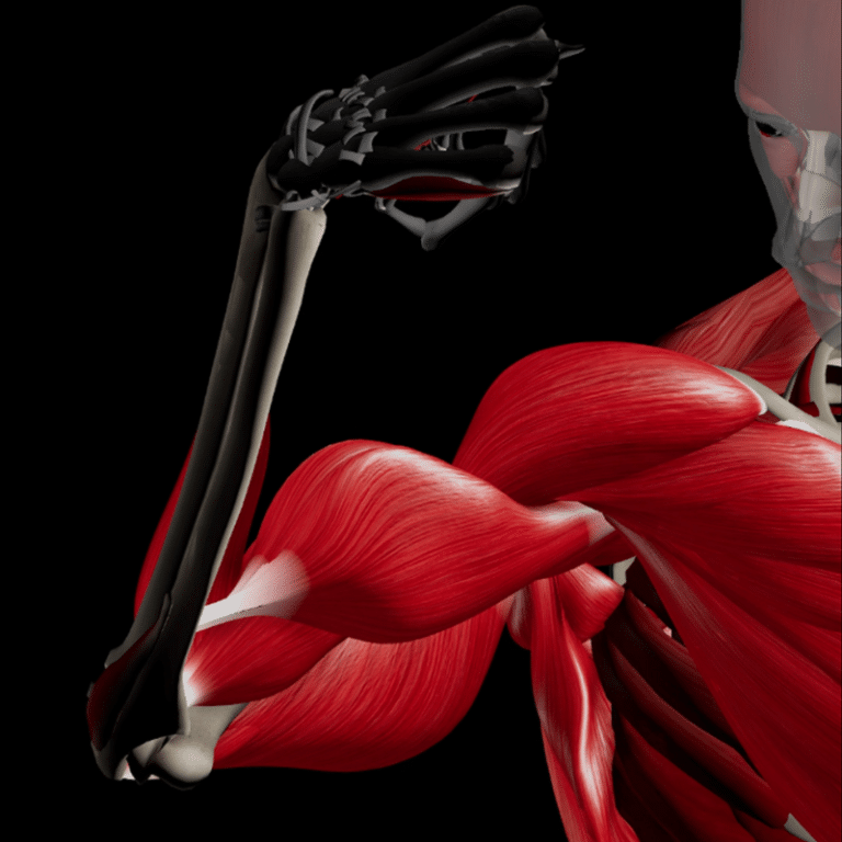 Exercise Science | Blog | Muscle and Motion