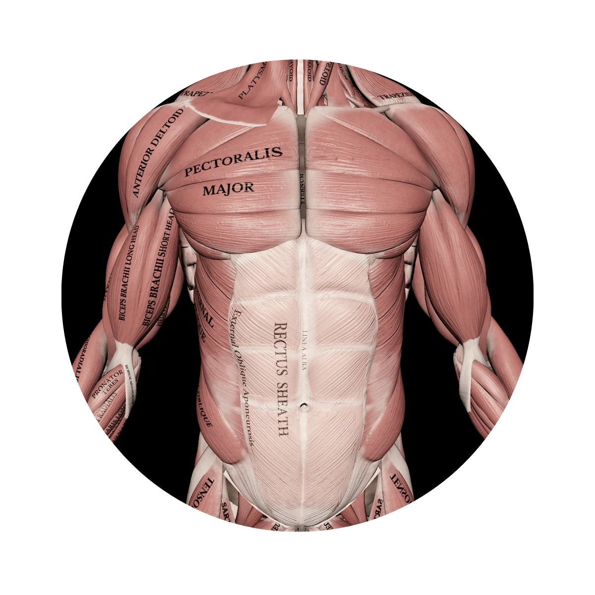 How 3D Yoga Apps Transform the Way Students Learn Yoga | Muscle&Motion ...