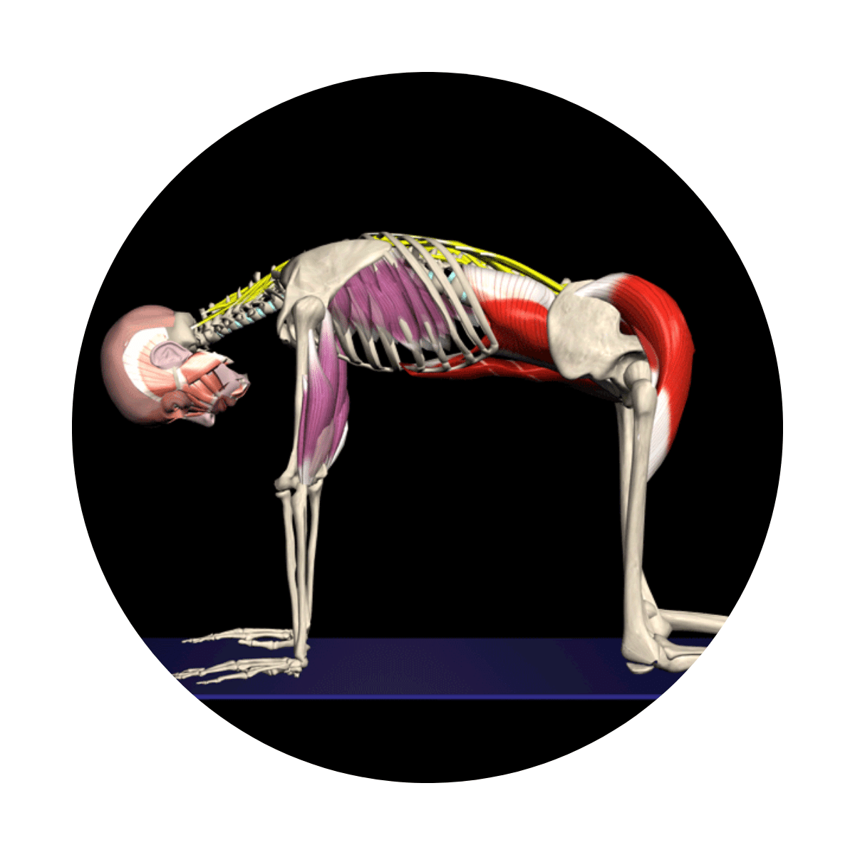 How 3D Yoga Apps Transform the Way Students Learn Yoga | Muscle&Motion ...