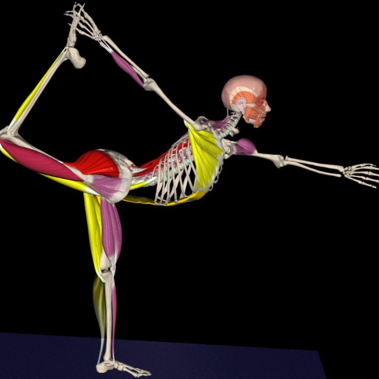 Yoga Anatomy | Blog | Muscle and Motion