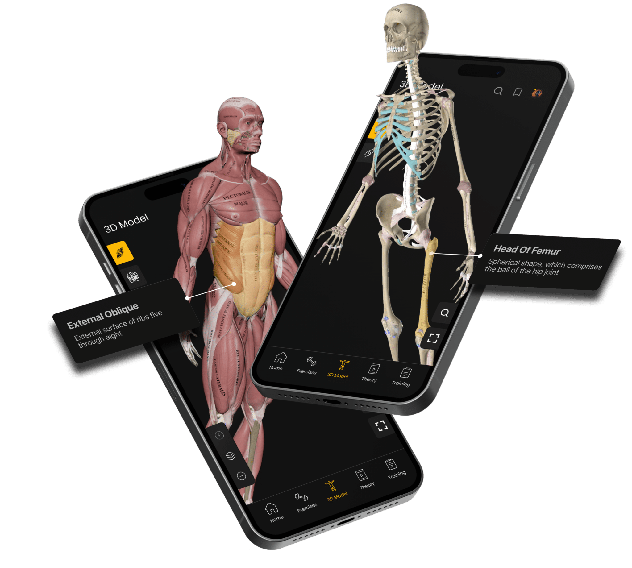 The anatomy and biomechanics of movement!