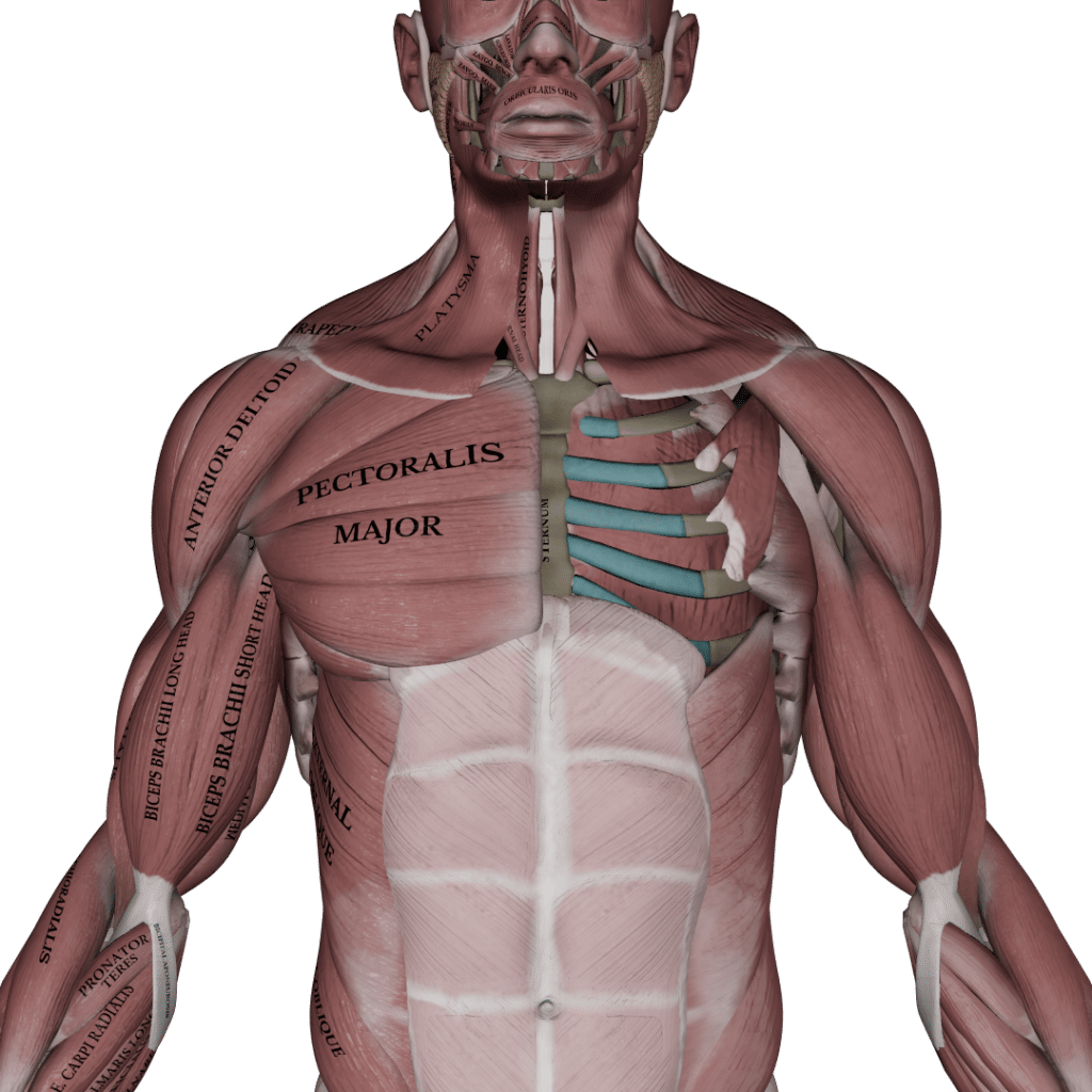Muscles of the Pectoral Region | Muscle&Motion - Strength Training ...