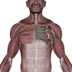 Muscles of the Pectoral Region | Muscle&Motion - Strength Training ...