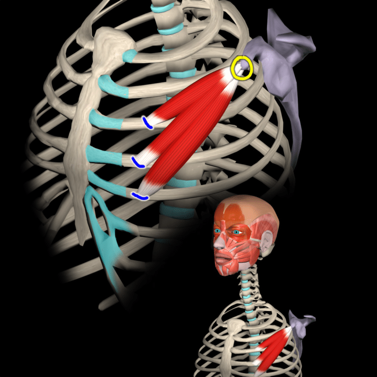 Muscles of the Pectoral Region | Muscle&Motion - Strength Training ...