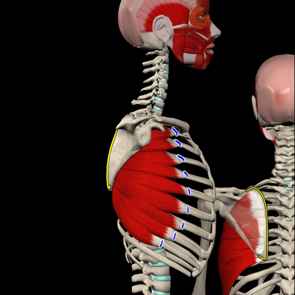 Muscles of the Pectoral Region | Muscle&Motion - Strength Training ...