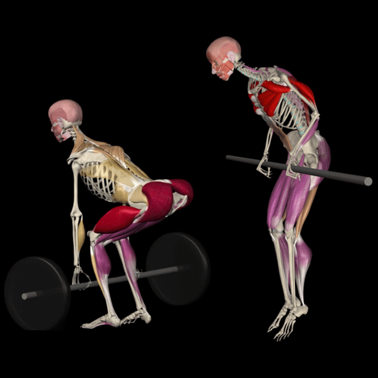 Exercise Science | Blog | Muscle and Motion