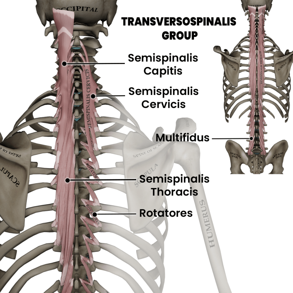 The Muscles of the Back: Anatomy and Function | Muscle & Motion