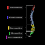 The Anatomy and Structure of the Spine | Muscle and Motion