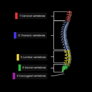 The Anatomy and Structure of the Spine | Muscle and Motion