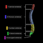 The Anatomy and Structure of the Spine | Muscle and Motion