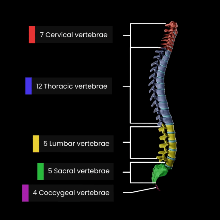 The Anatomy and Structure of the Spine | Muscle and Motion