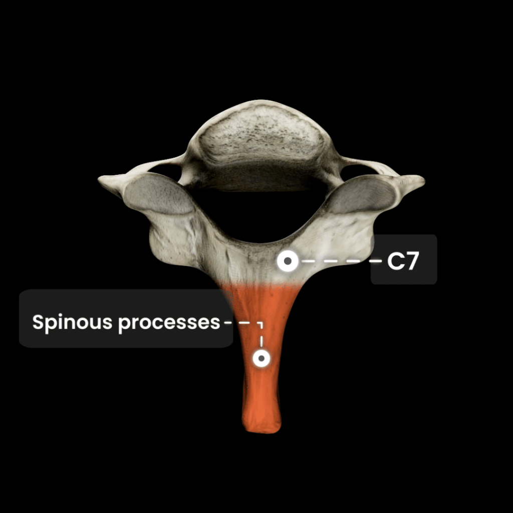 The Anatomy and Structure of the Spine | Muscle and Motion