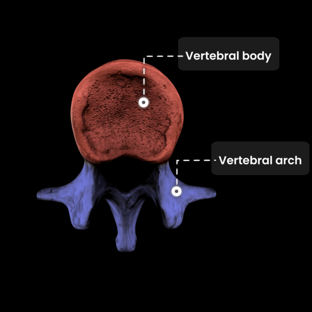 The Anatomy and Structure of the Spine | Muscle and Motion