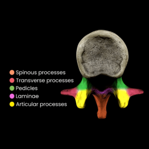 The Anatomy and Structure of the Spine | Muscle and Motion