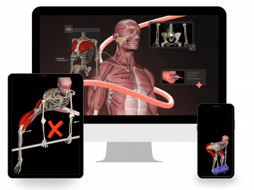 The anatomy and biomechanics of movement!